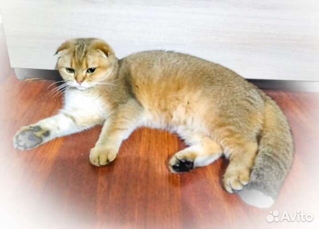 Шотландская золотая вислоухая девочка