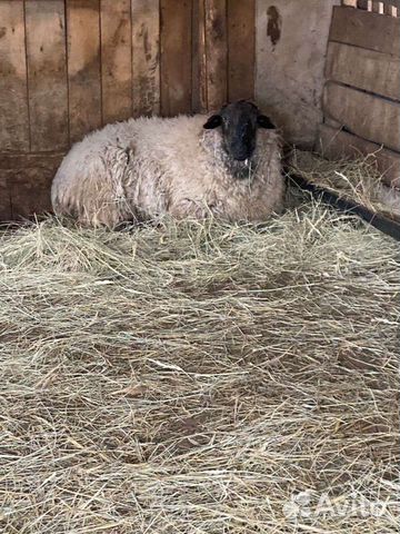 Эдельбаевские бараны