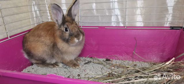 Кролик. Девочка по имени Симка