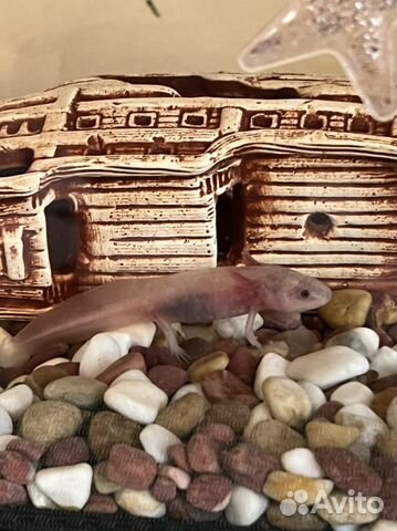 Аксолотль с аквариумом