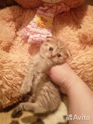 Шотландская