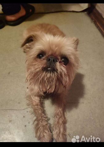 Брюссельский гриффон