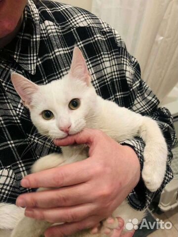 Белый котёнок Мир 4 месяца, мальчик