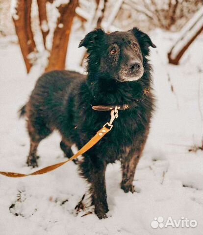 Собака Фред печаль в глазах