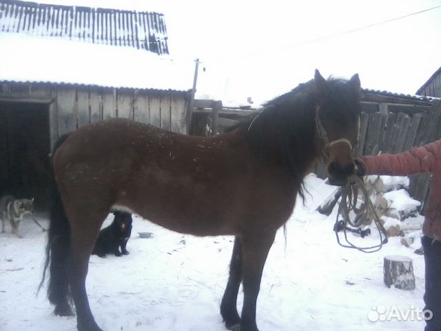 Продаю кобылу
