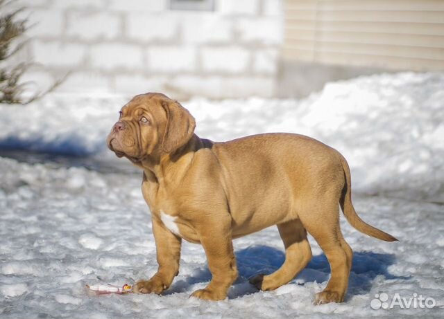 Щенки бордоского дога