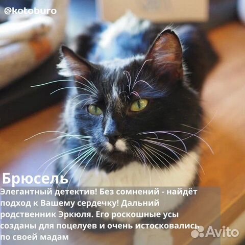Кот в добрые руки