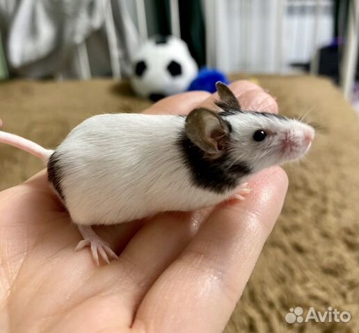 Бамбуковые мыши