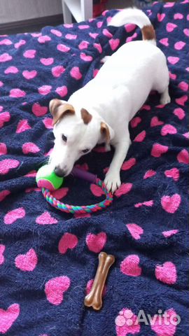 Вязка. Джек Рассел. Чистокровный