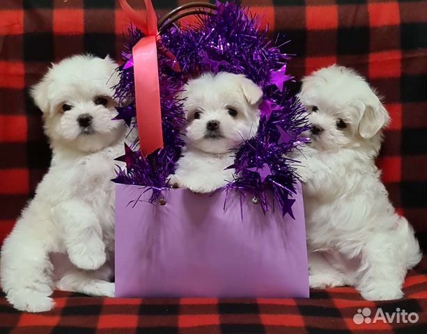 Мальтийская болонка мальчики и девочки