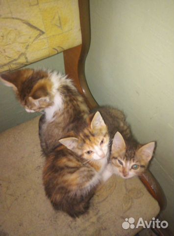 Кошки в добрые руки бесплатно