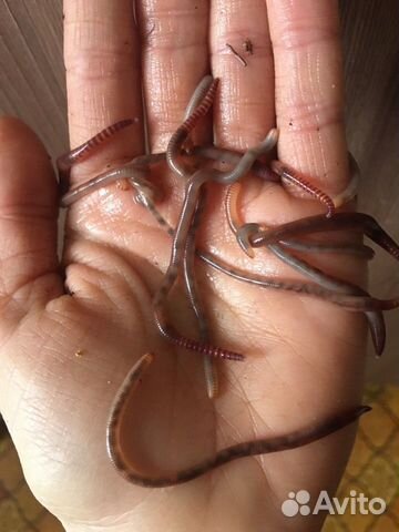 Малёк червя дендробена