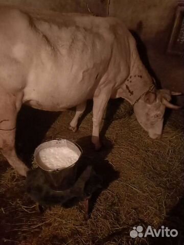 Айширская корова