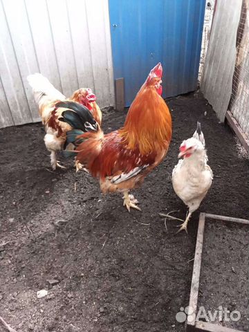 Продаются 2 петуха лохманогие