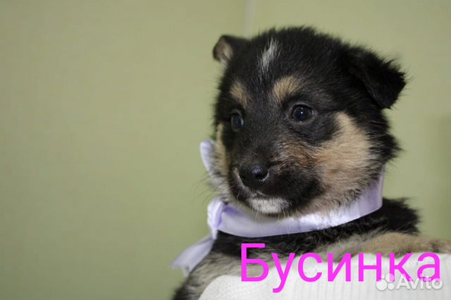 Весёлая Бусинка ищет родителей