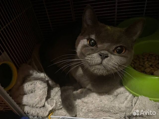 Шотландский котёнок