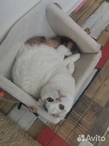Кошка
