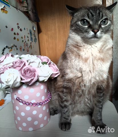 Кот Сократ ищет семью
