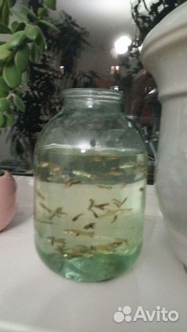 Рыбки гуппи