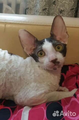 Рексята- Корнишата