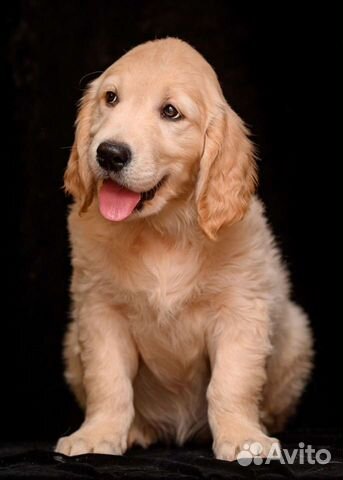 Золотистый ретривер
