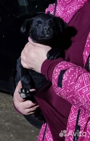 Щенки бесплатно