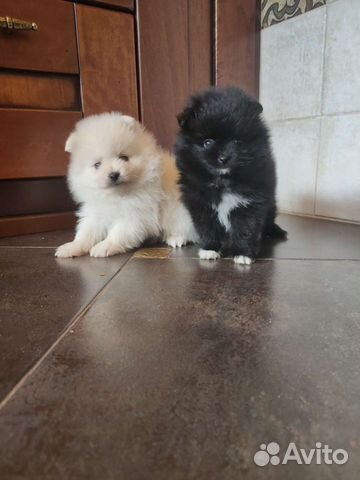 Померанский шпиц медвежьего типа