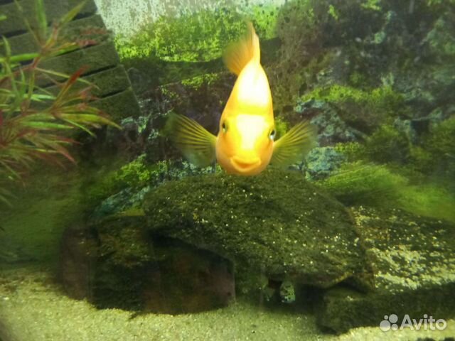 Рыбка Попугай
