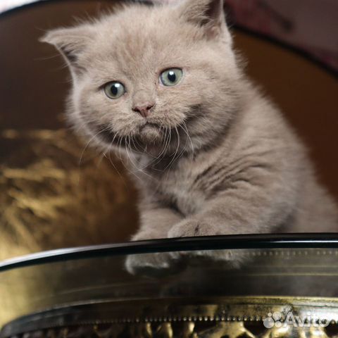 Чистокровный шотландский котёнок