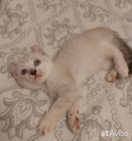 Американский кёрл