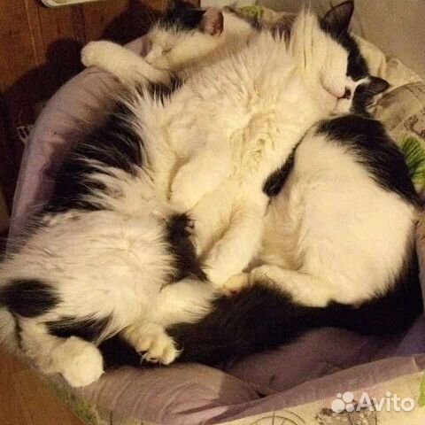 Котики в дар влюблённая парочка