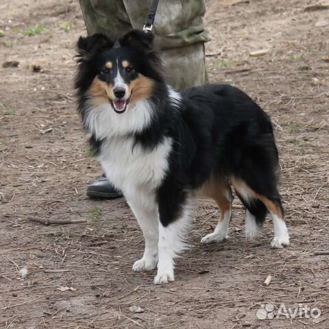 Шелти