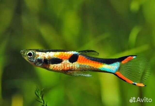 Рыбки гуппи эндлера