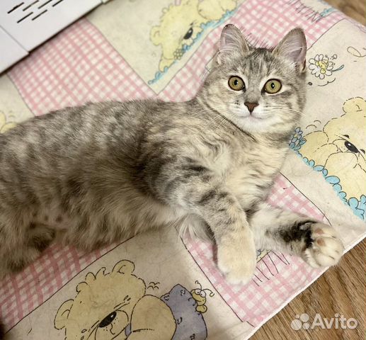 Кошечка Анфиса в поисках дома