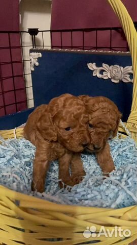 Пудель красный ред браун