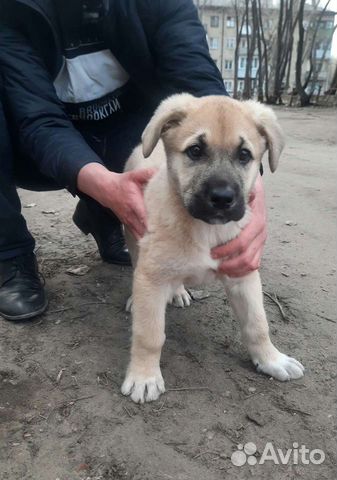 Щенок Рудик в добрые руки