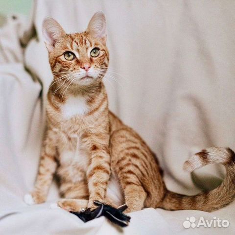 Честер самый дружелюбный котик