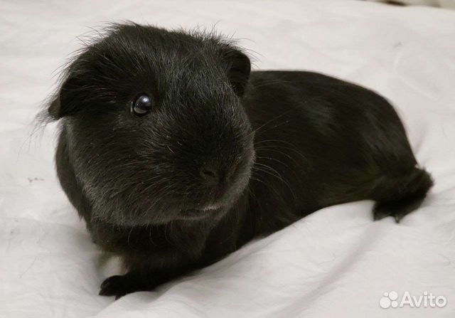Морская свинка английский селф