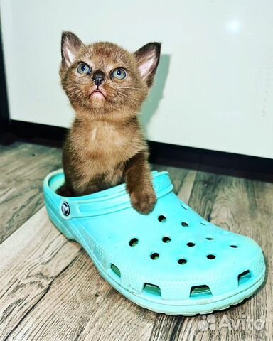 Высокопородные котята породы бурма