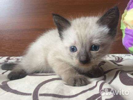 Тайские котятки