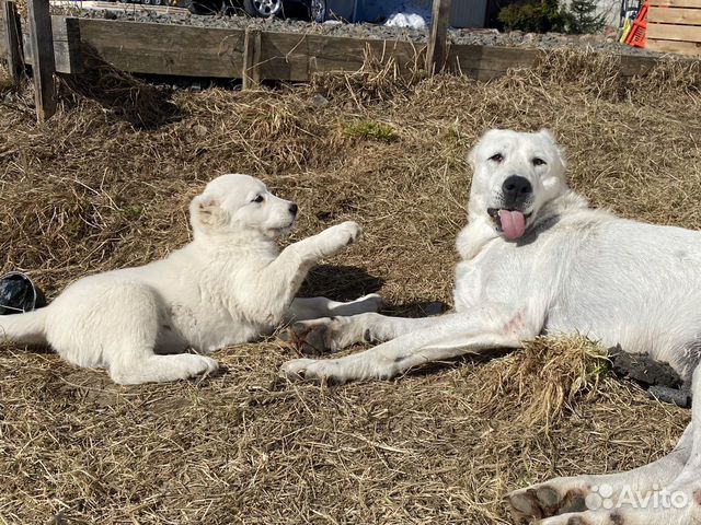 Щенок сука Туркменского Алабая 2мес