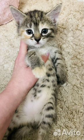 Кошечка 1,5 месяца