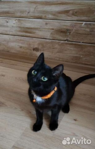 Кошка в дар