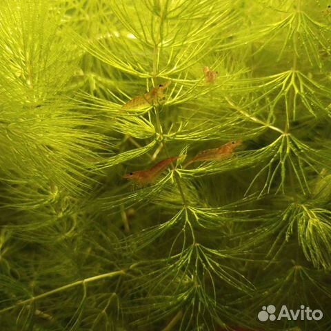 Аквариумные креветки