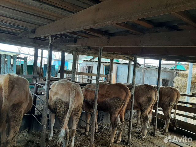 Телята на мясо