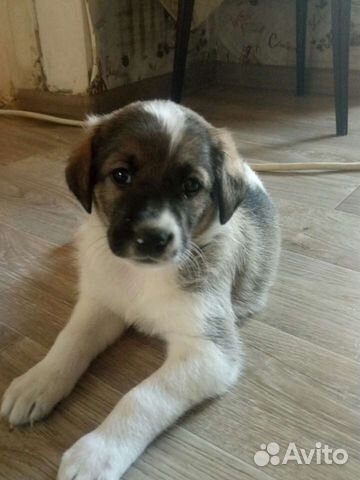 Щенки в добрые руки