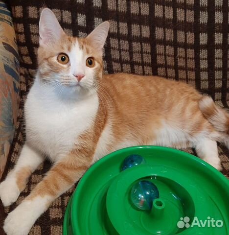 Котик-счастье, 8 мес в дар, рыжий красавец