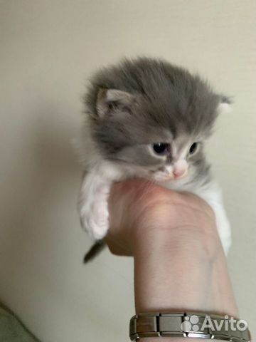 Аукцион Котенок мальчик 1 месяц