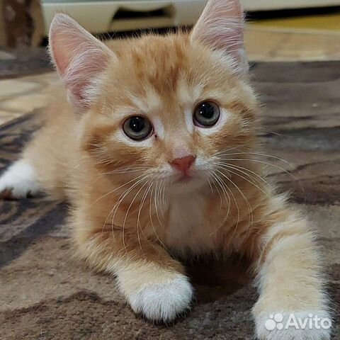 Котенок