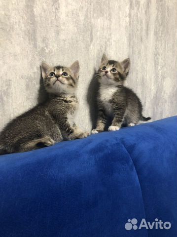 Котята